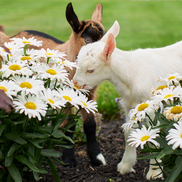 Beekman 1802 Our Story